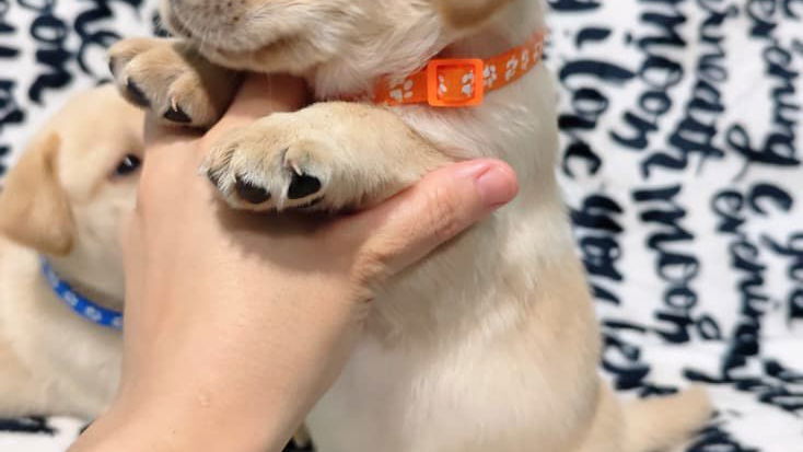 Labradores legitimos habana en Arroyo Naranjo, La Habana, Cuba - Revolico